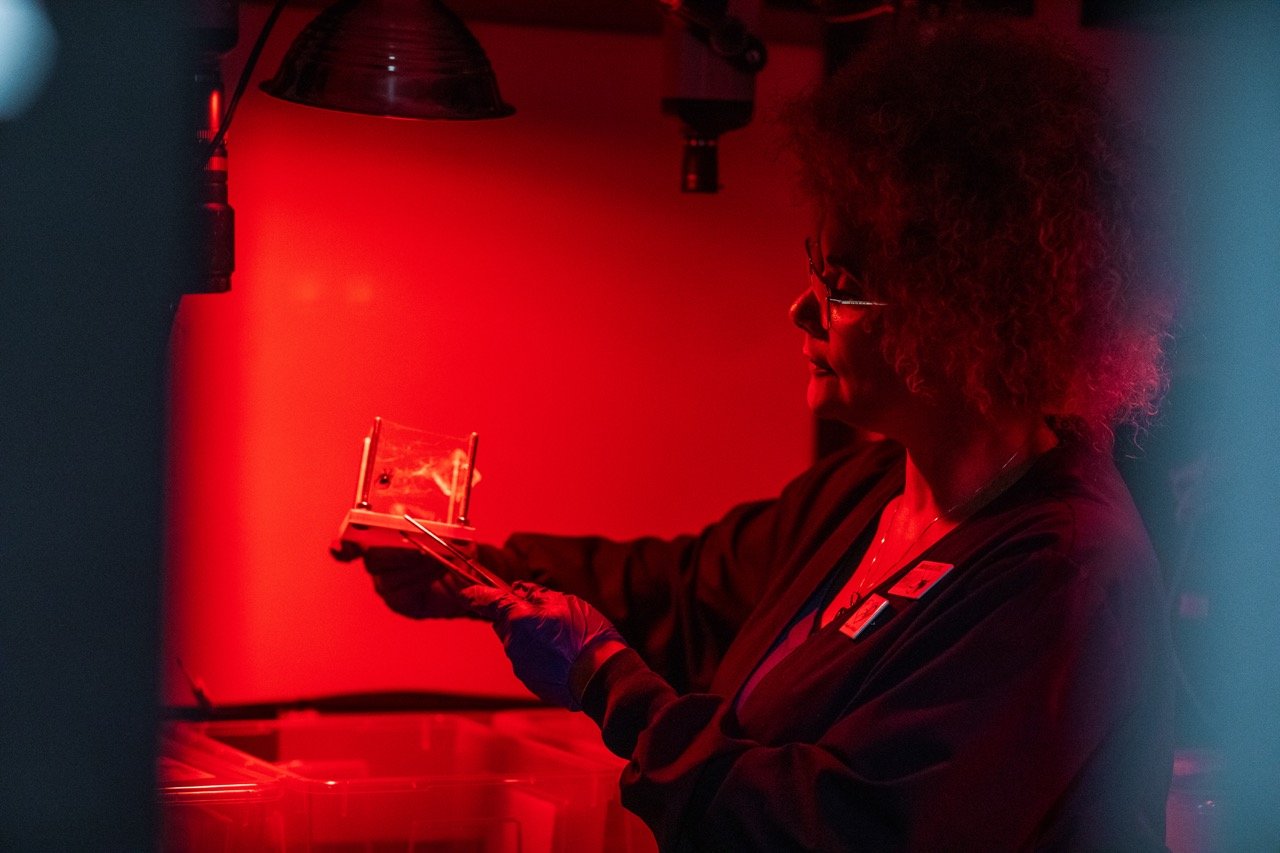 Inside the Toronto lab where ecologists study Canada’s most venomous ...