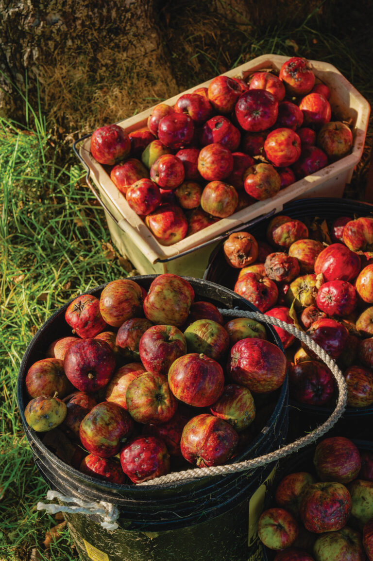 For Acadians in southwest Nova Scotia, the mysterious Belliveau apple ...
