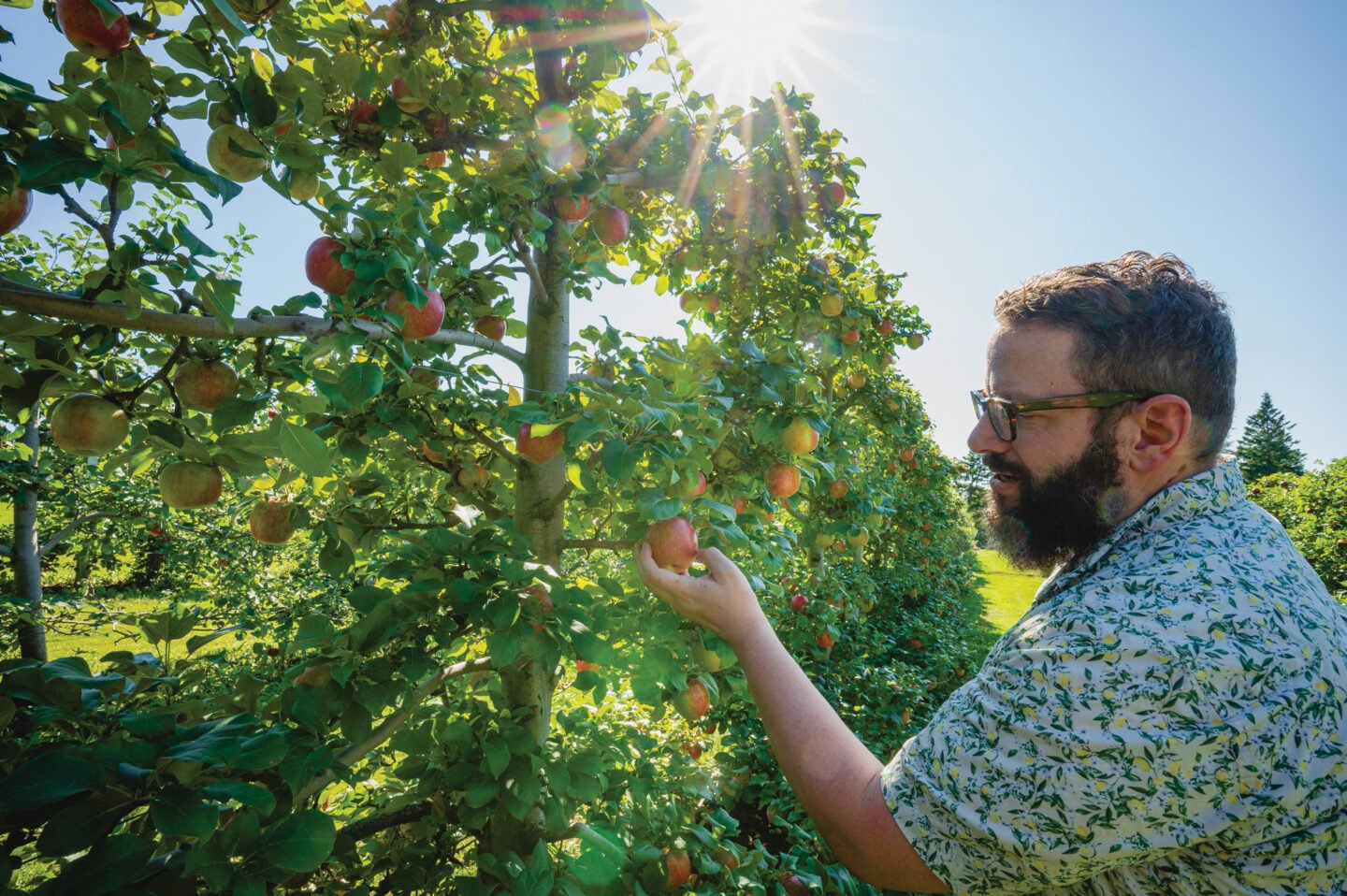 For Acadians in southwest Nova Scotia, the mysterious Belliveau apple is a tangible link to the ...