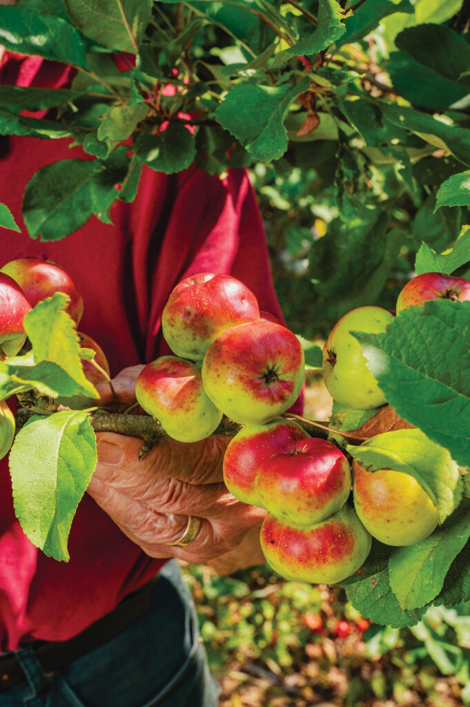 For Acadians in southwest Nova Scotia, the mysterious Belliveau apple ...