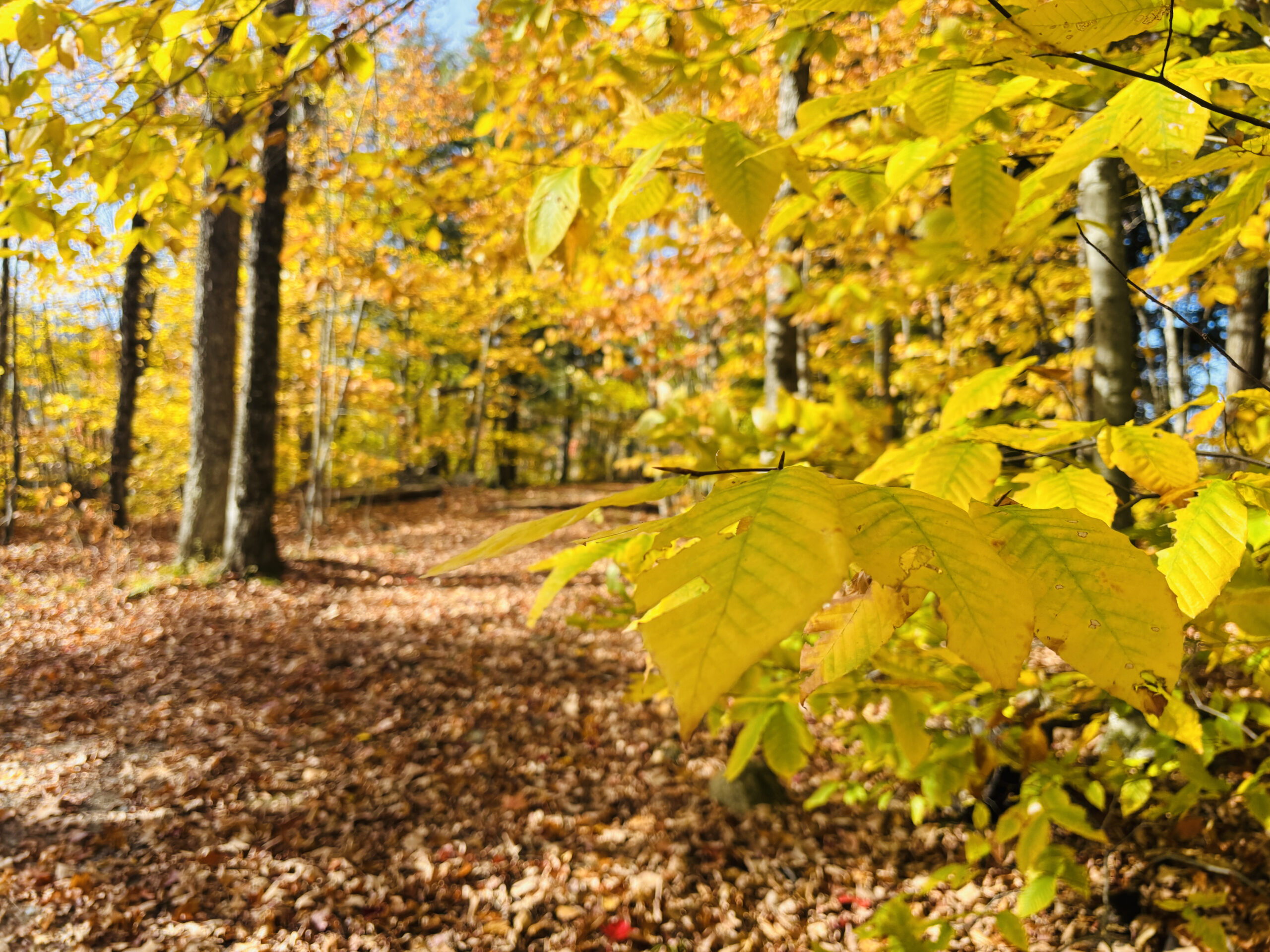 Quebec’s Eastern Townships: Where city dreams take root | Canadian ...