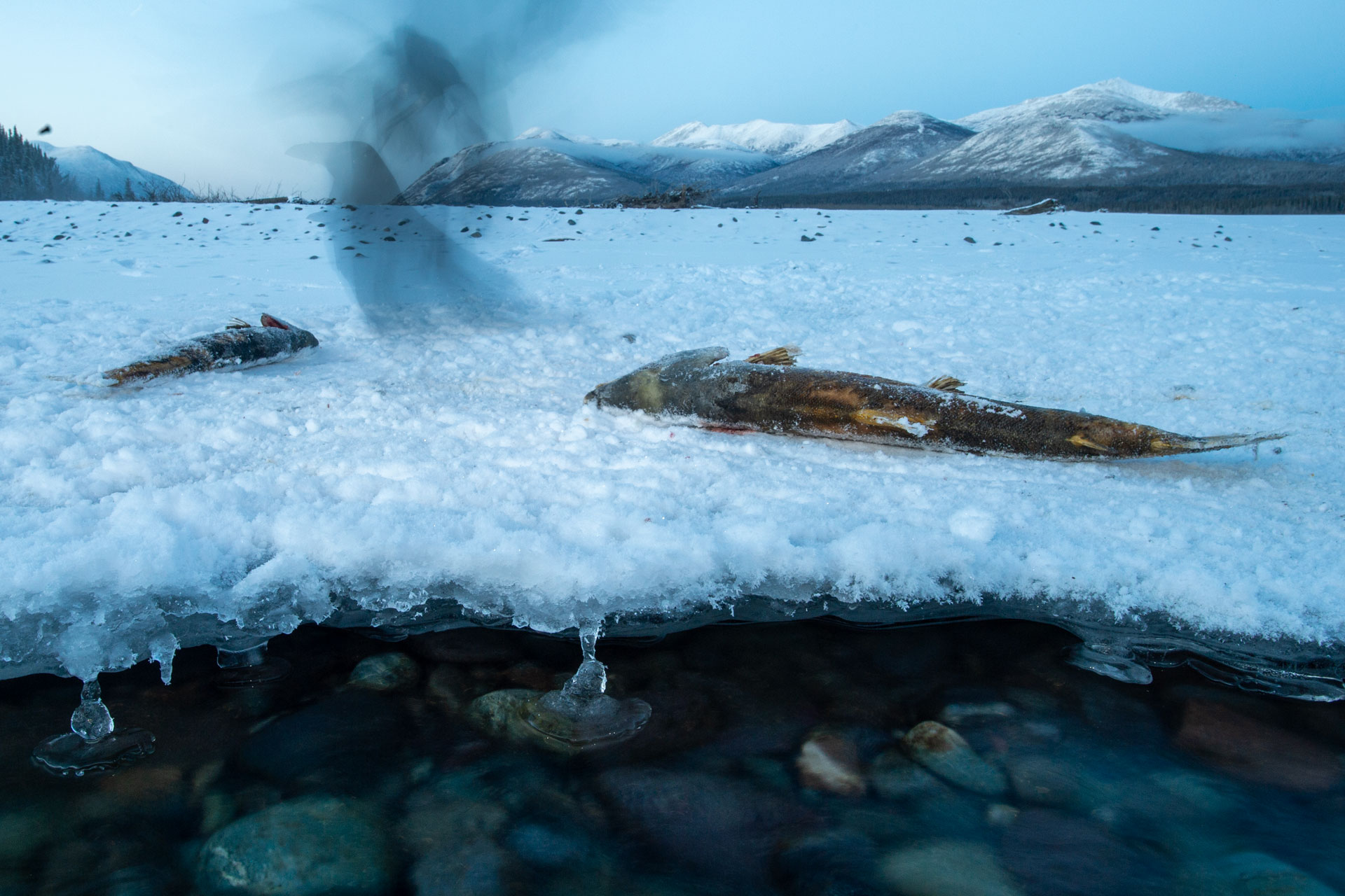 Yukon ghosts: the silent presence of northern wildlife | Canadian ...