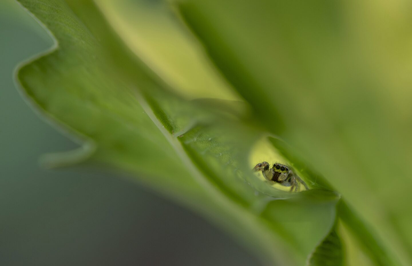 Photos: Canada’s spookiest species keep our ecosystems in check ...