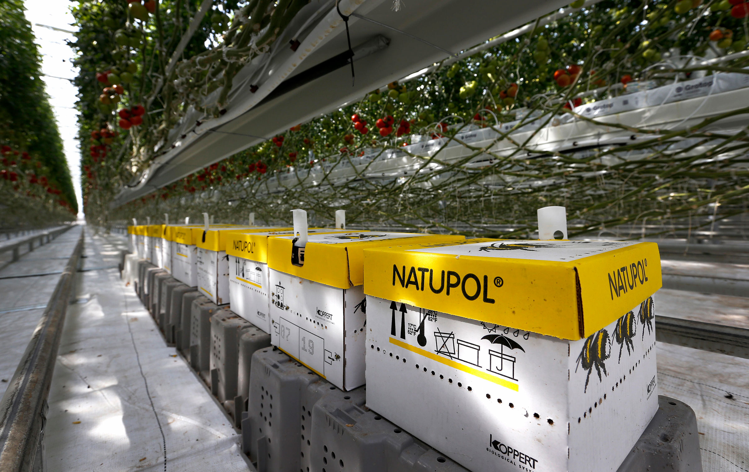 Plight of the bumblebees: How commercial pollination is putting wild ...