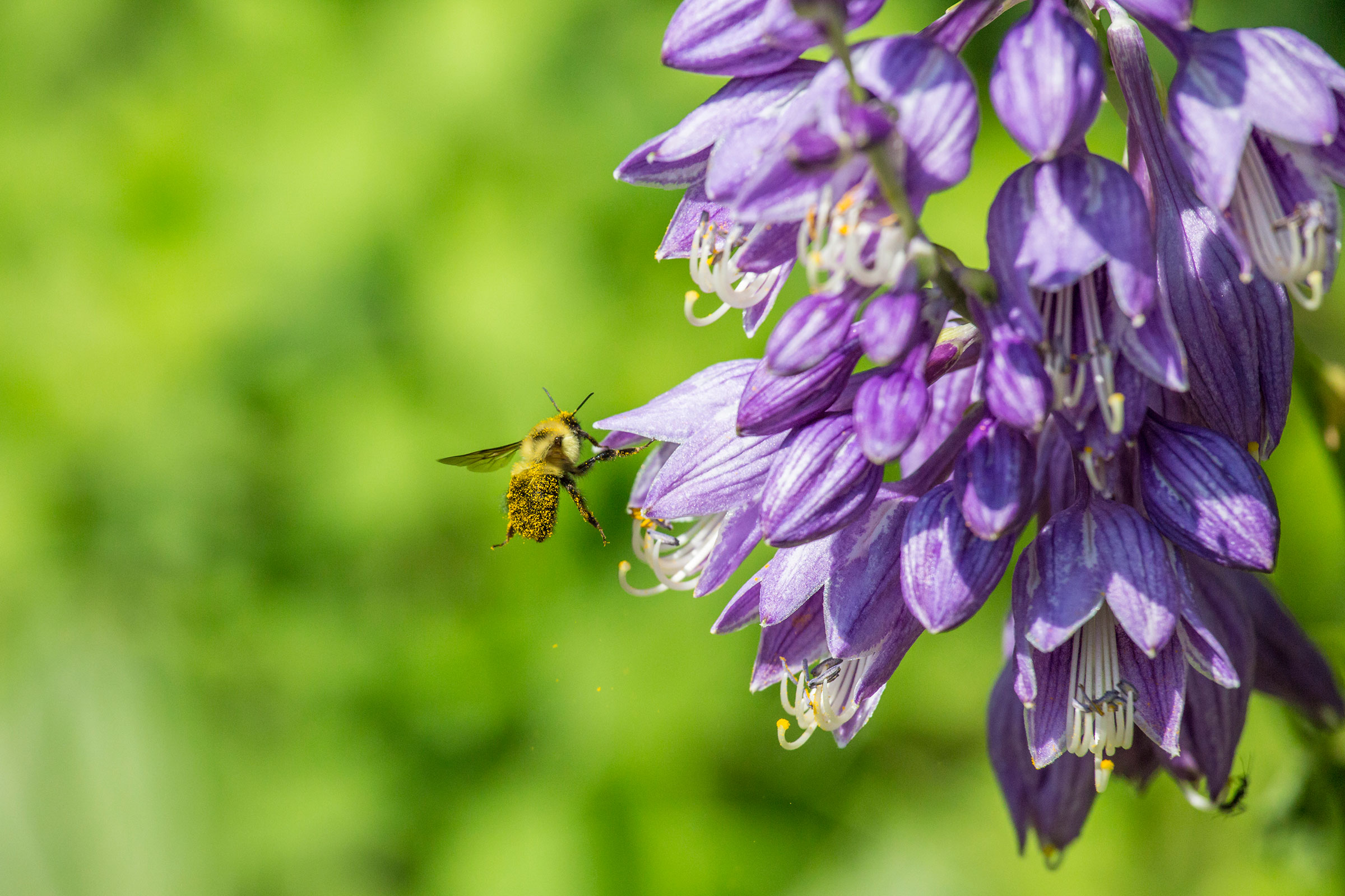 Plight of the bumblebees: How commercial pollination is putting wild ...