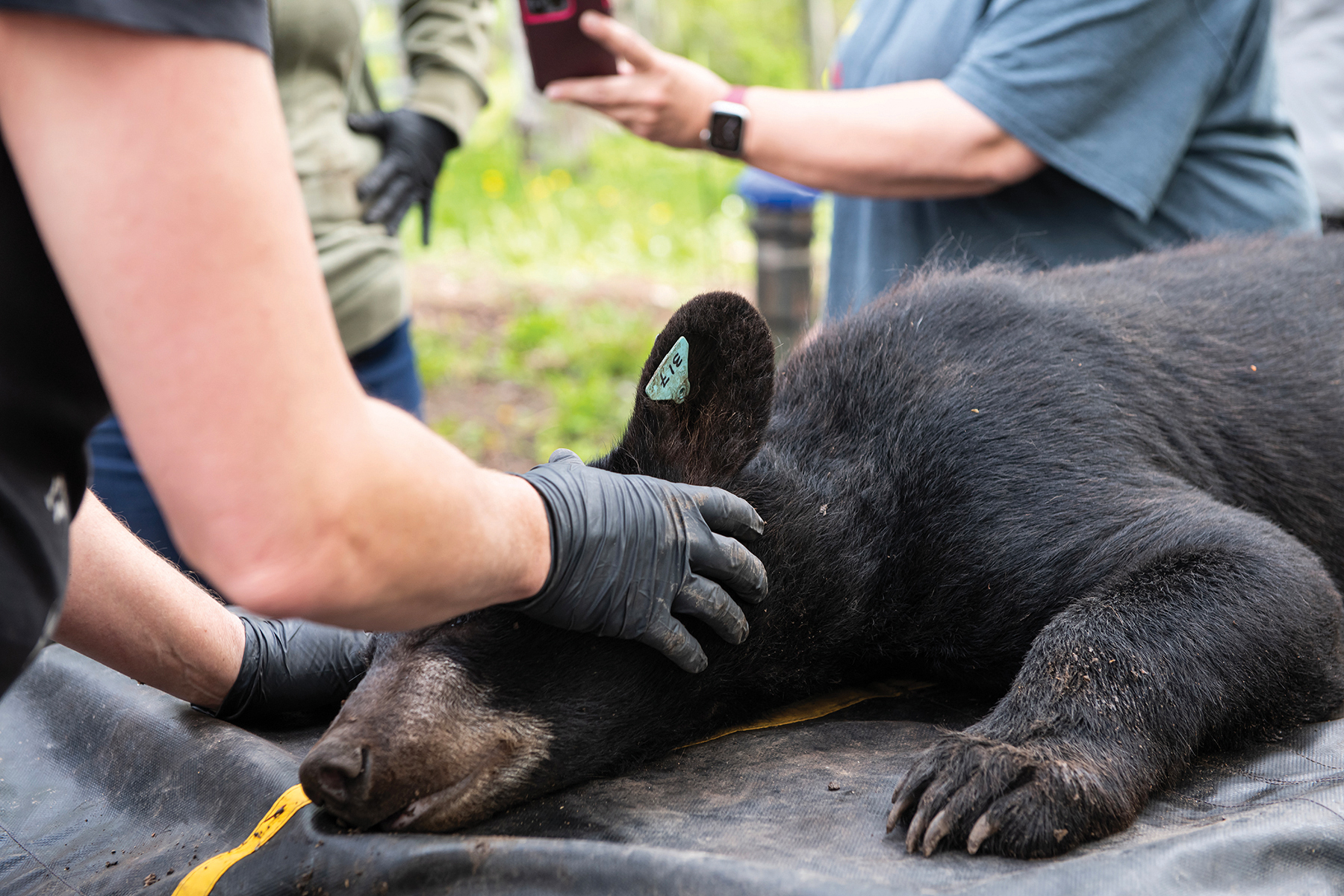 Born to be wild: Hope and survival for B.C.’s orphaned black bears in a ...