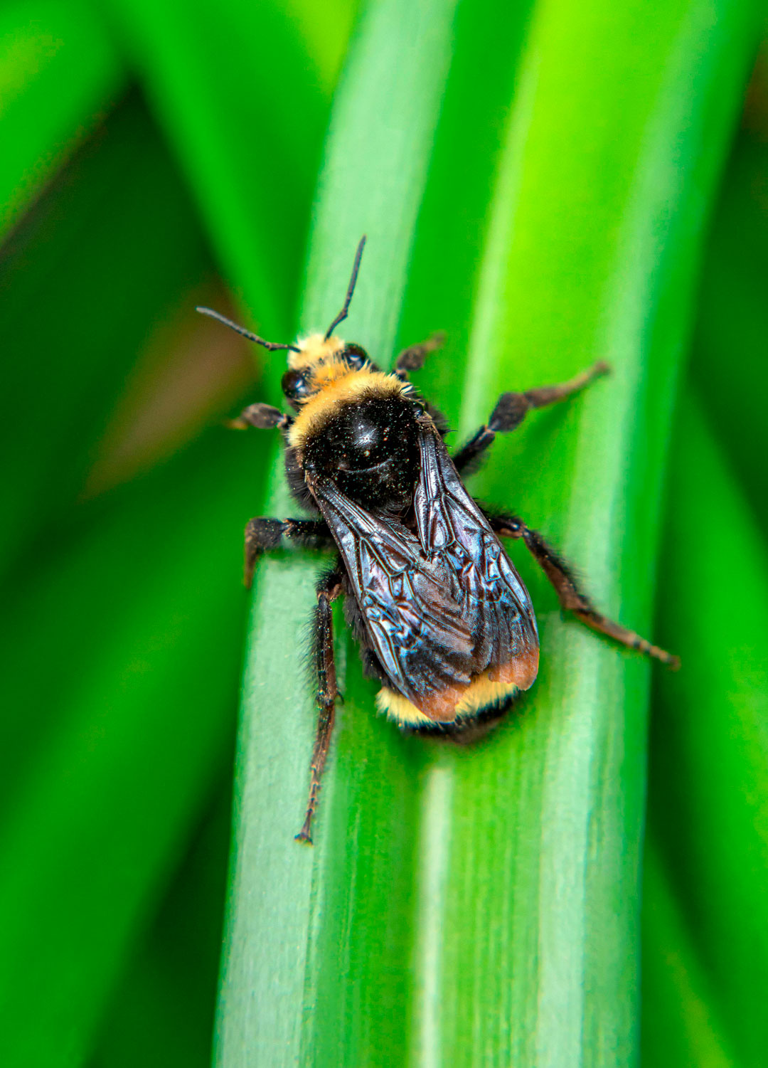 Plight of the bumblebees: How commercial pollination is putting wild ...