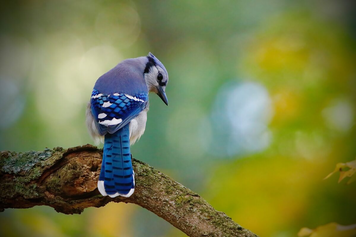 Get to know blue jays, the winners of the bird world | Canadian Geographic