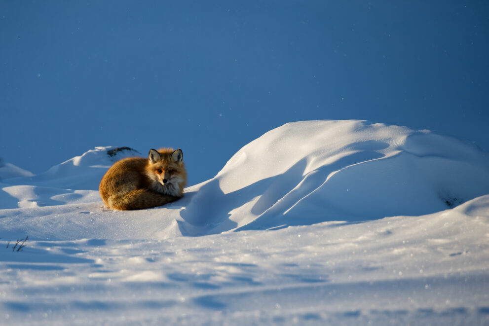 Across Quebec’s Ungava Peninsula with Dave Greene | Canadian Geographic