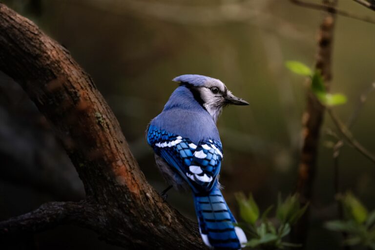 Get to know blue jays, the winners of the bird world | Canadian Geographic
