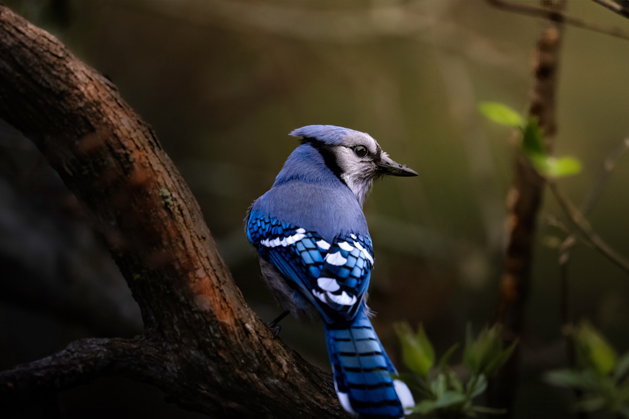 Get to know blue jays, the winners of the bird world | Canadian Geographic