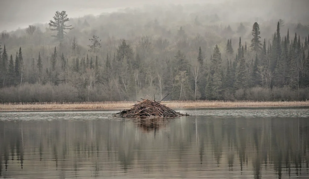 Le barrage, le mythe, la légende : 50 ans de castor | Canadian Geographic