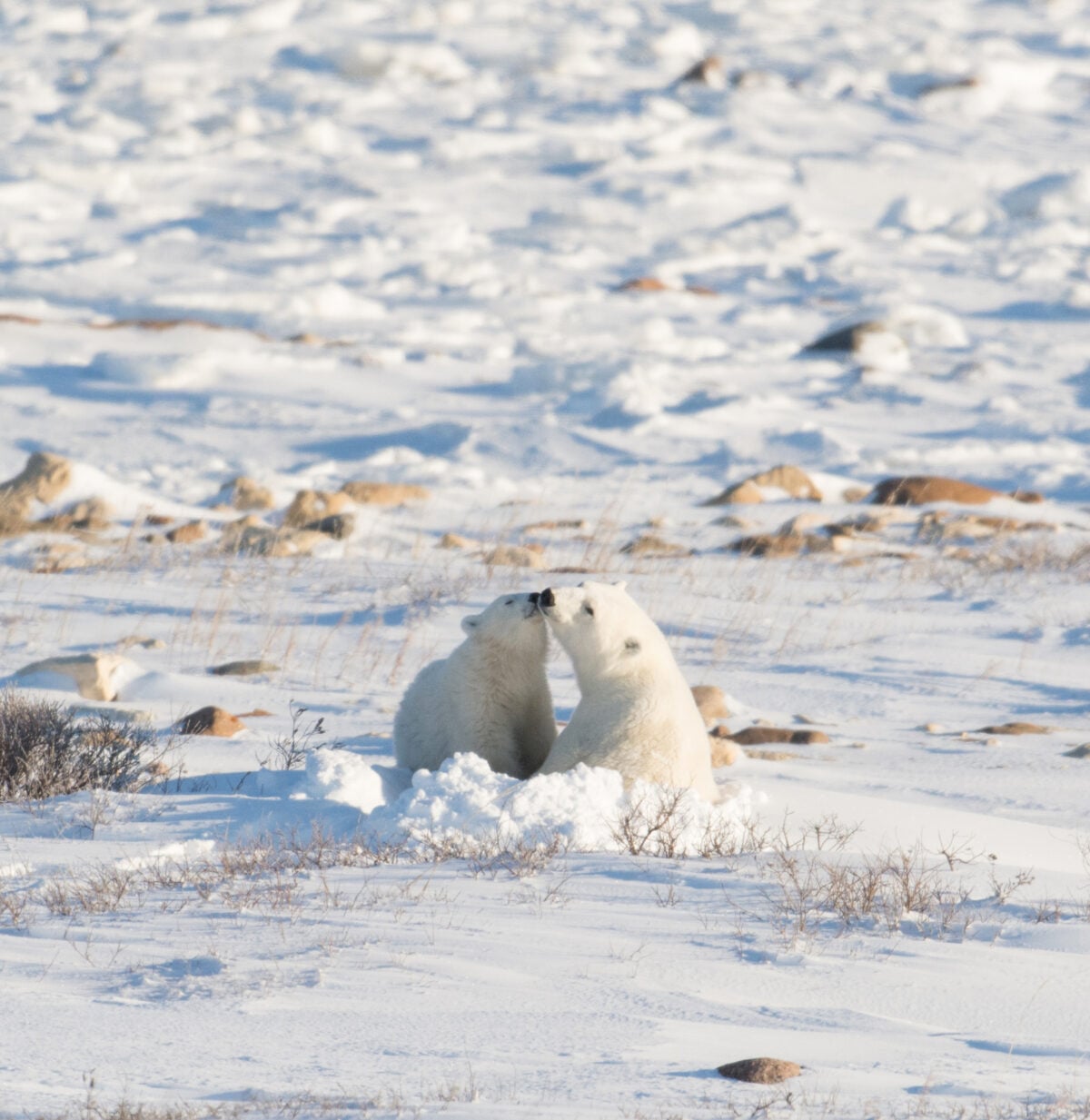 Discovery wildlife: New research and animal stories you need to know ...