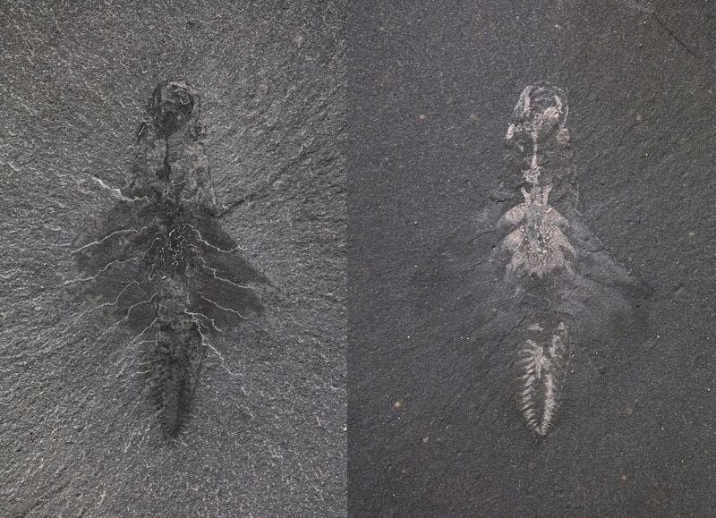 Real-life kaiju: What B.C.’s Burgess Shale reveals about bizarre ...