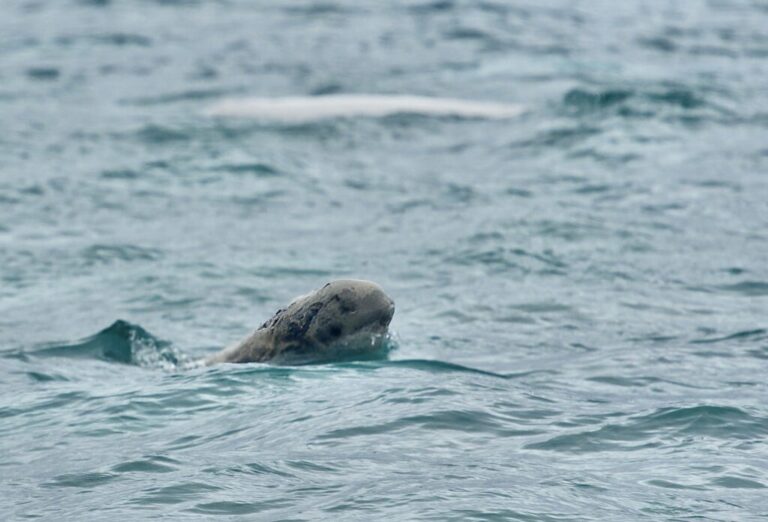 Everyone loved Marineland. Now its last belugas face an uncertain fate ...