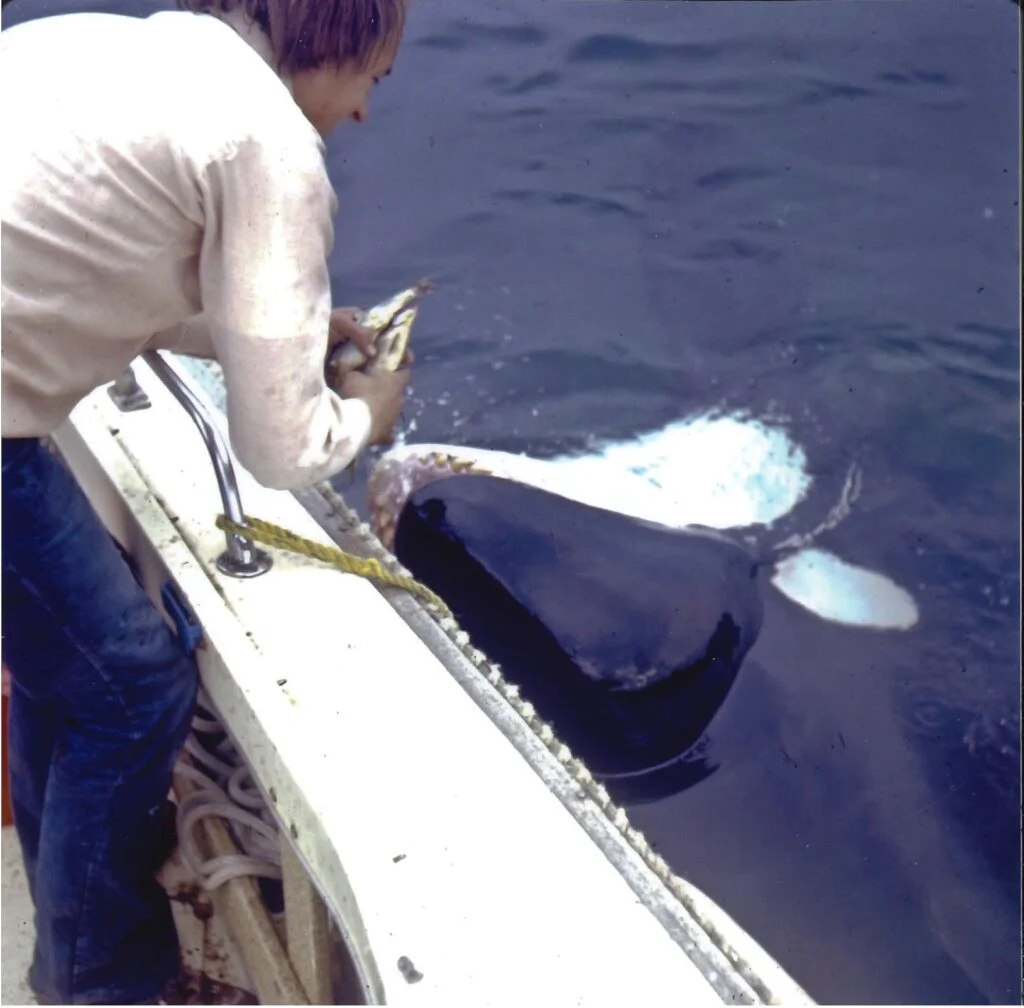 Everyone loved Marineland. Now its last belugas face an uncertain fate ...