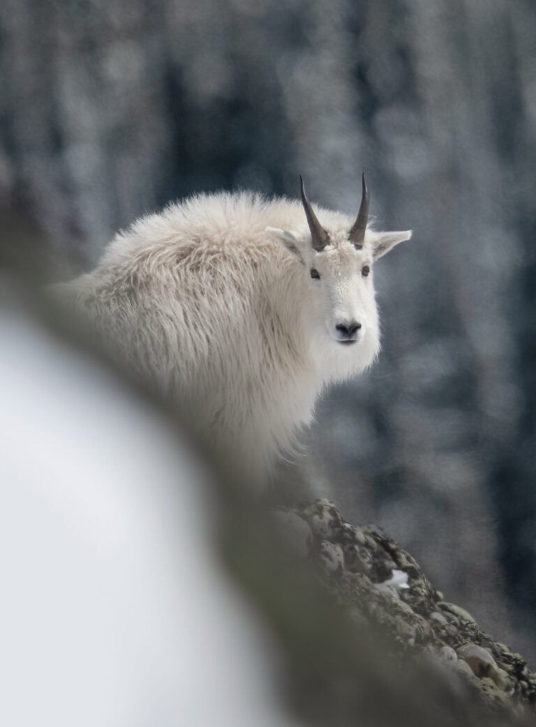 Discovery wildlife: A vagrant bird far from home and tracking whale ...
