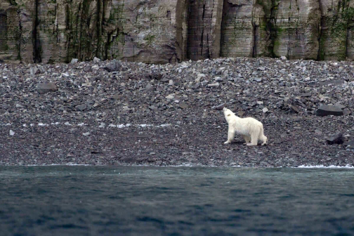 State of the bears: Charting the world’s polar bear subpopulations ...