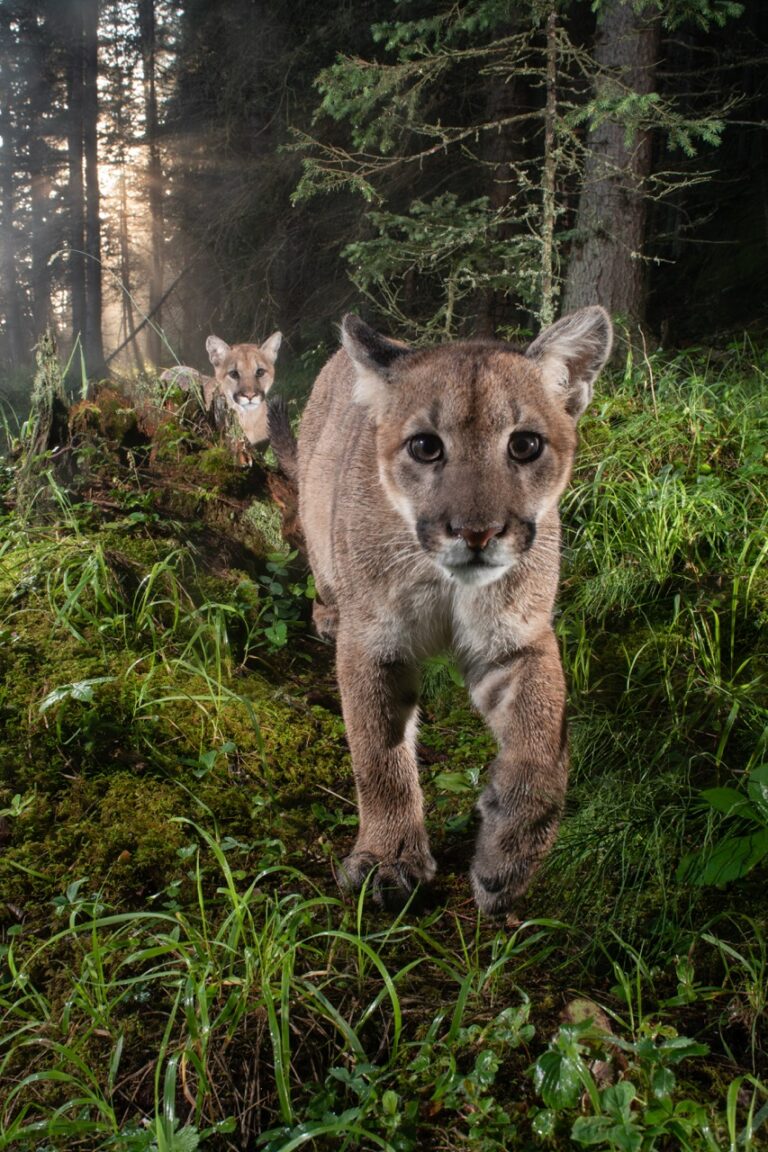 Announcing the winners of the 2025 Canadian Photos of the Year ...