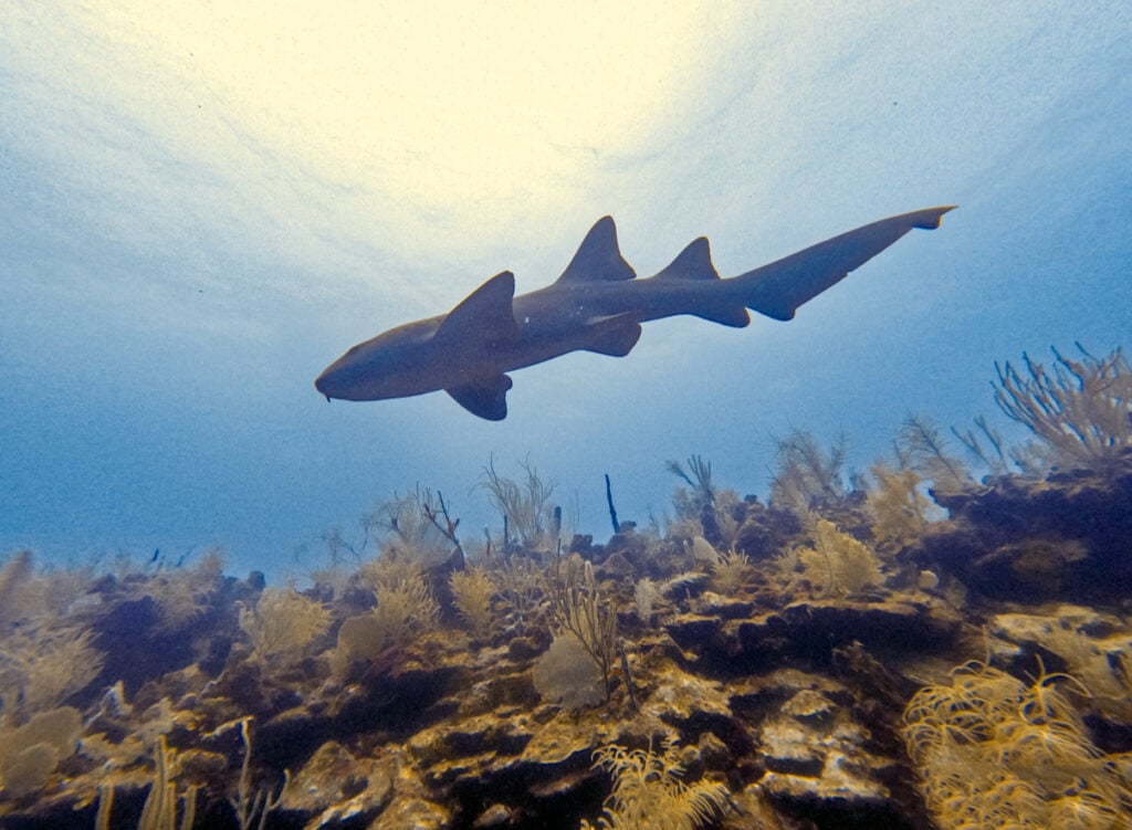 Into the blue: A guide to Belize’s most sustainable dive sites ...