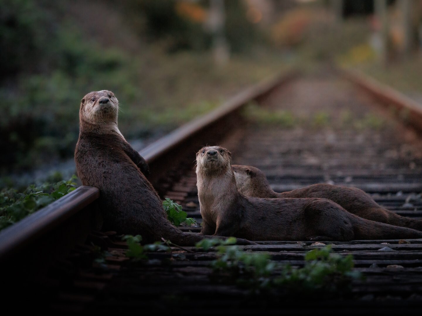 Announcing the winners of the 2025 Canadian Photos of the Year ...