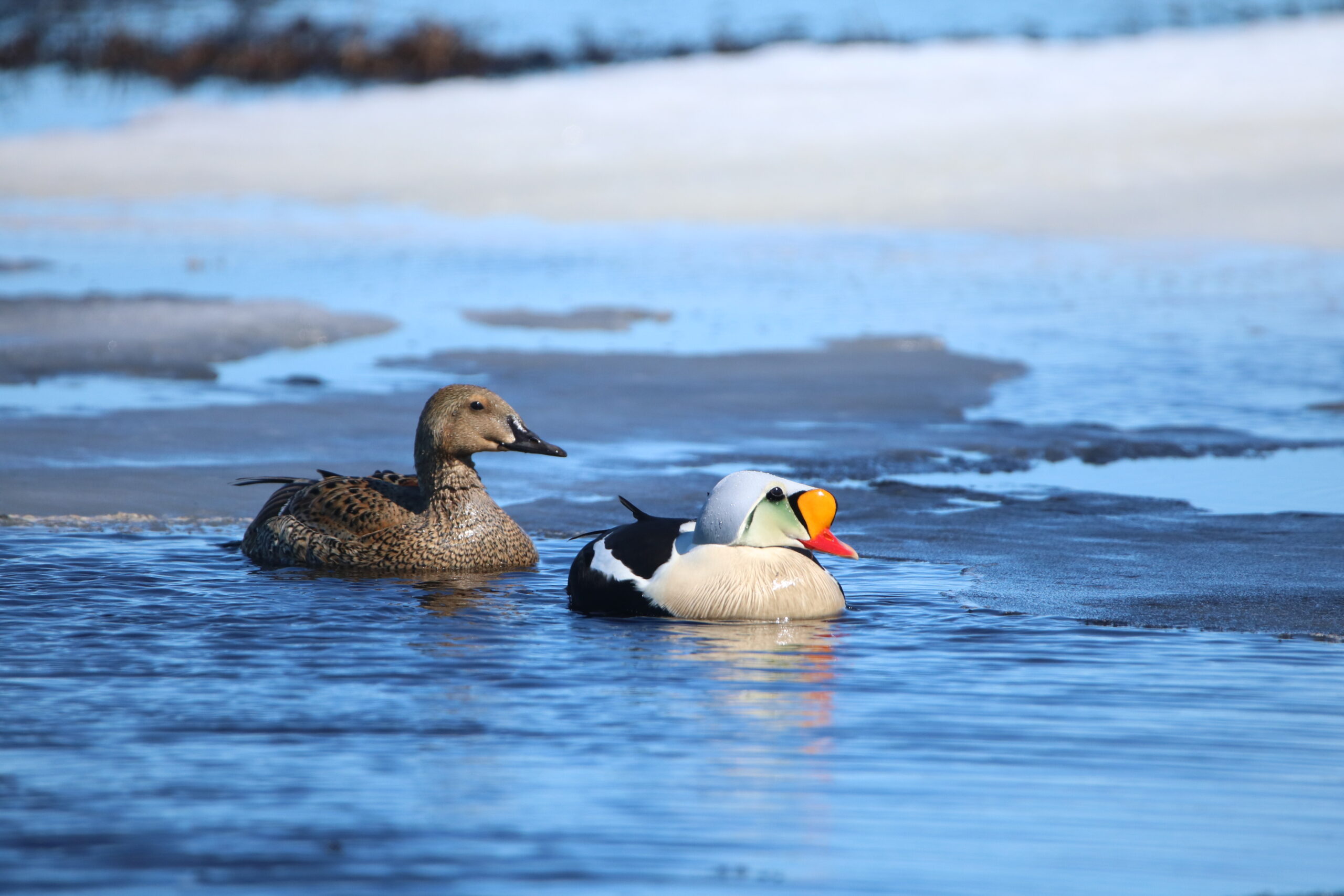 For the birds! Mapping Canada’s 92 migratory bird sanctuaries ...