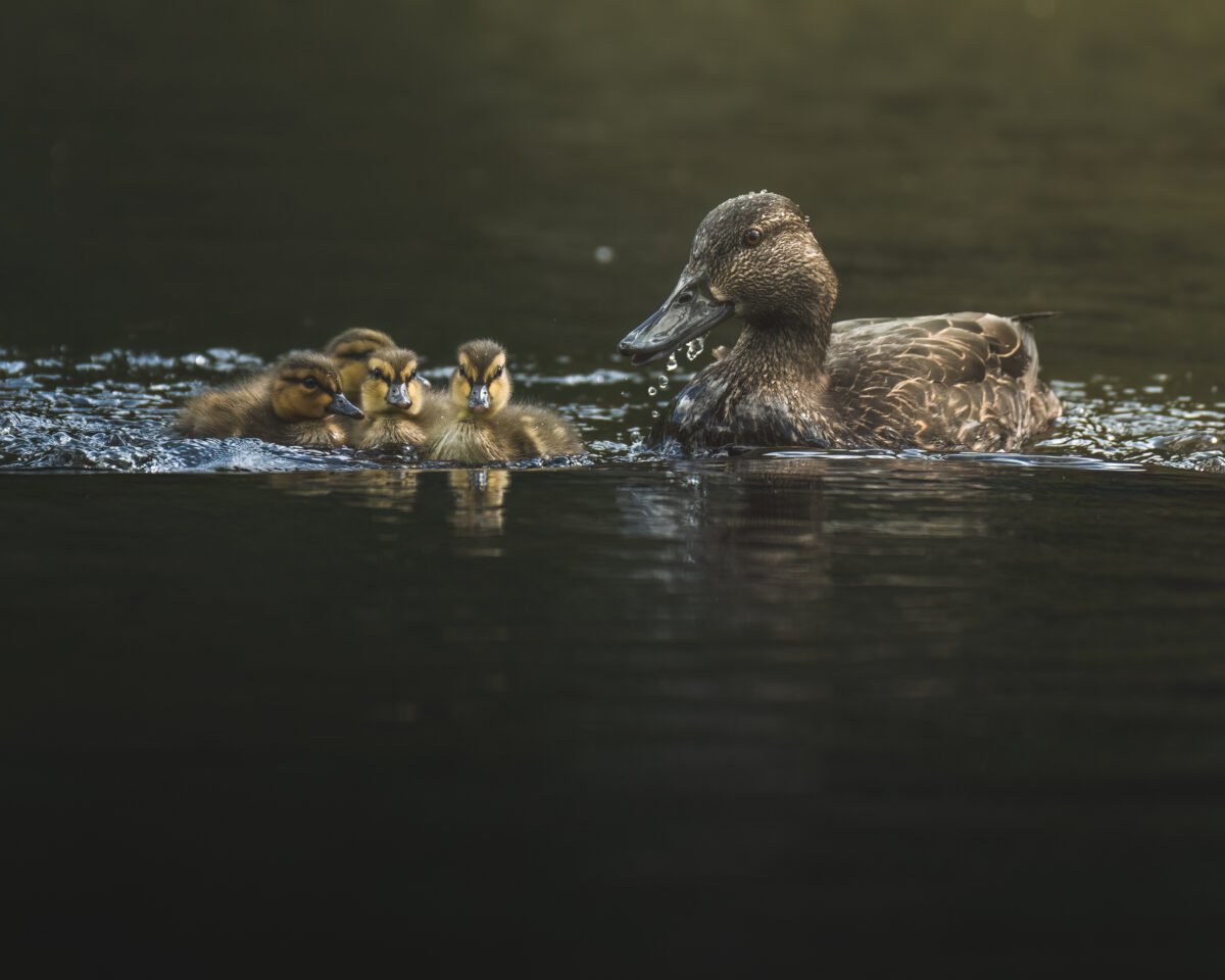 A visit to Quebec’s Baie de L’Isle-Verte National Wildlife Area, where ...
