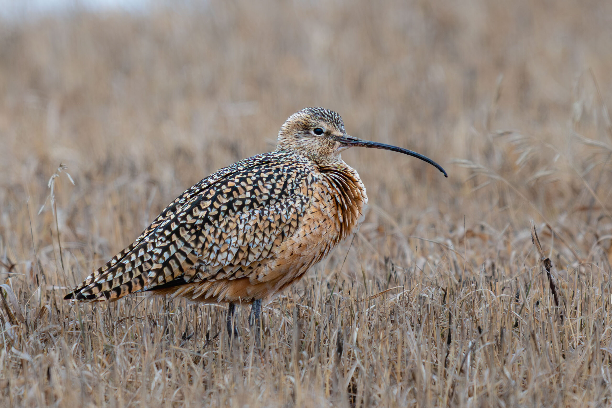 For the birds! Mapping Canada’s 92 migratory bird sanctuaries ...