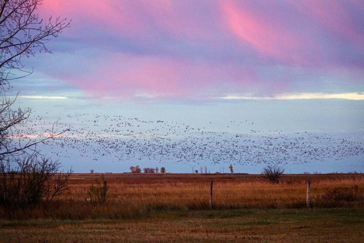 How Last Mountain Lake, Sask. became Canada’s first migratory bird ...
