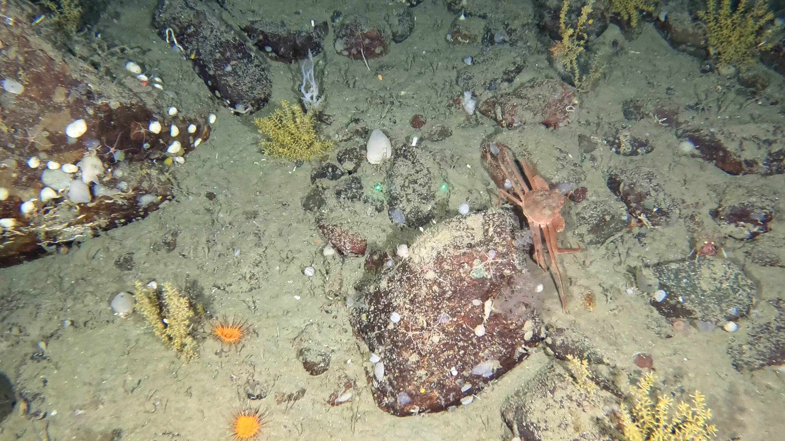 “It’s almost like a treasure hunt:” investigating deepsea corals off ...