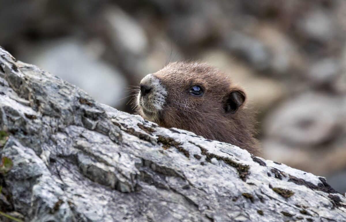 The long climb back: Saving the Vancouver Island marmot | Canadian ...