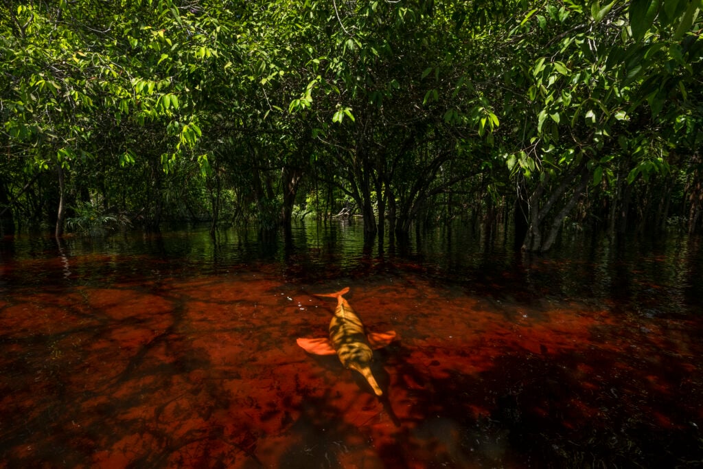 Inside photographer Thomas Peschak’s world of conservation storytelling ...