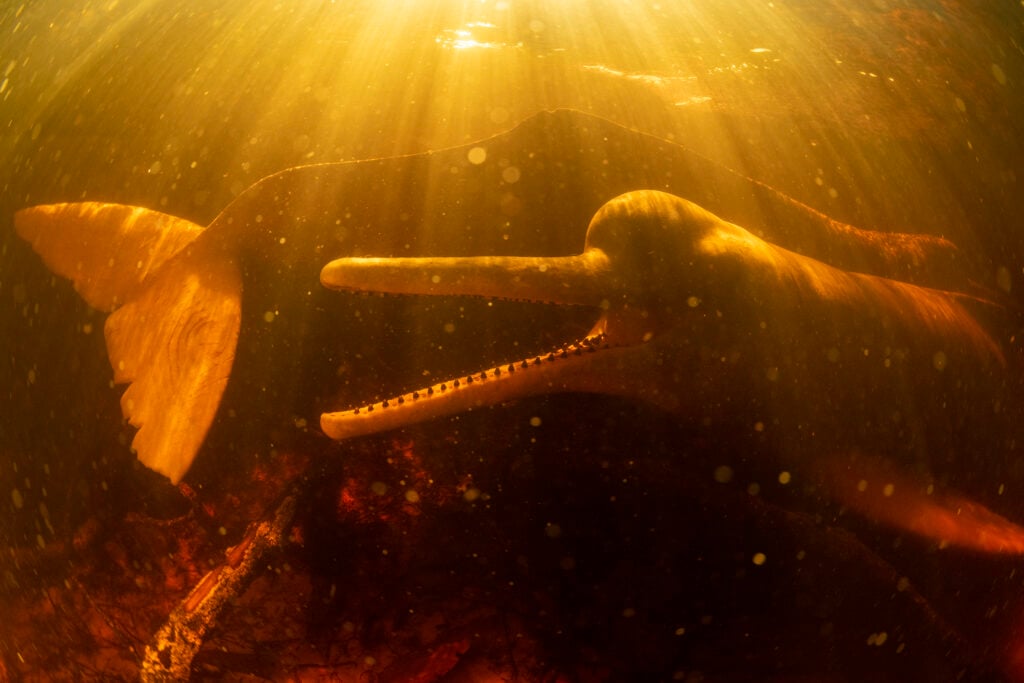 Inside photographer Thomas Peschak’s world of conservation storytelling ...